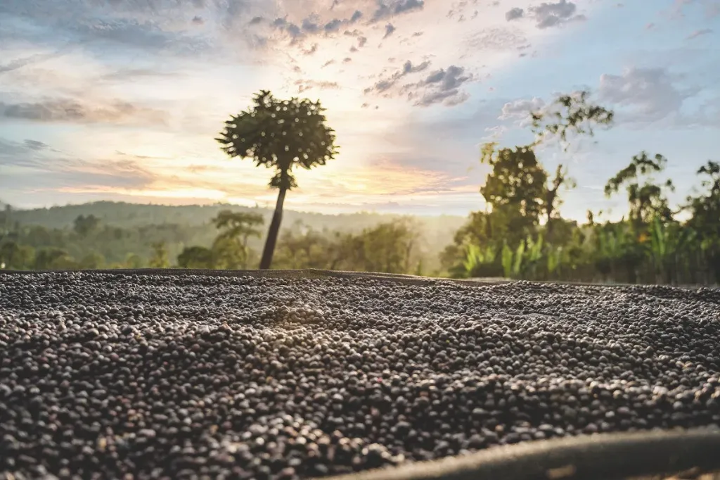 Ethiopia Green Coffee Beans - Chelchele / Yirgacheffe - Natural [60KG ...